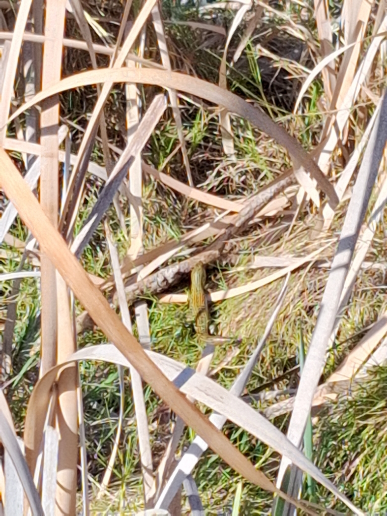 Western Mourning Skink from South Bunbury WA 6230, Australia on July 27 ...
