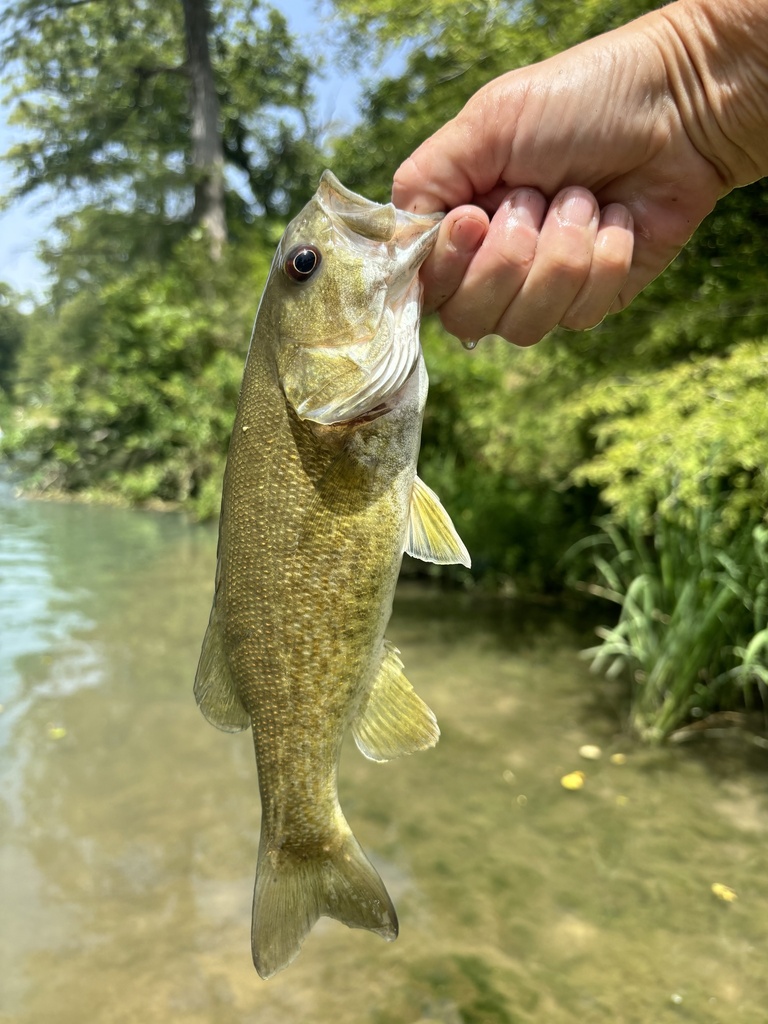 Smallmouth Bass from San Marcos River, San Marcos, TX, US on July 31 ...