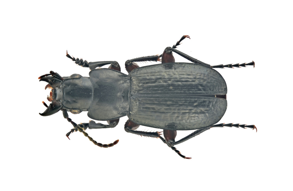 Pterostichus potanini from 中国阿坝藏族羌族自治州松潘县雪宝顶 邮政编码: 623306 on July 15 ...