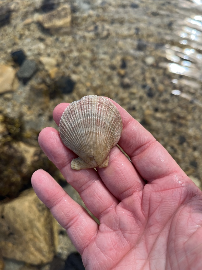 Icelandic Scallop from Arctic Ocean, Division #23, Unorganized, MB, CA ...