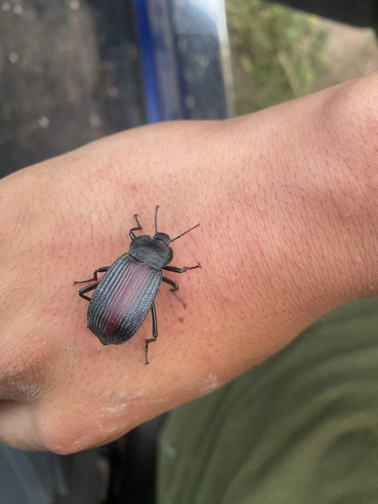 Red-backed Darkling Beetle from Balko, OK, US on July 31, 2024 at 08:41 ...