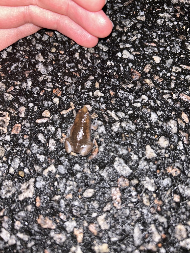 Eastern Narrow-mouthed Toad in July 2024 by Michael Rice. Beaufort ...