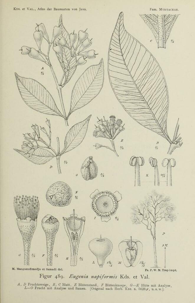 (Syzygium napiforme) - Botanical Realm