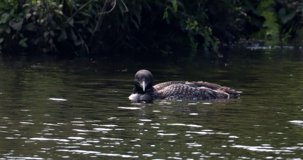 Common Loon from Shirley, NY, USA on July 30, 2024 at 02:50 PM by ...