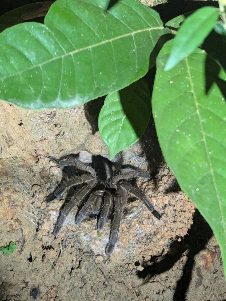 Chinese Fawn Tarantula from 中国三亚市 邮政编码: 572011 on July 31, 2024 at 10: ...