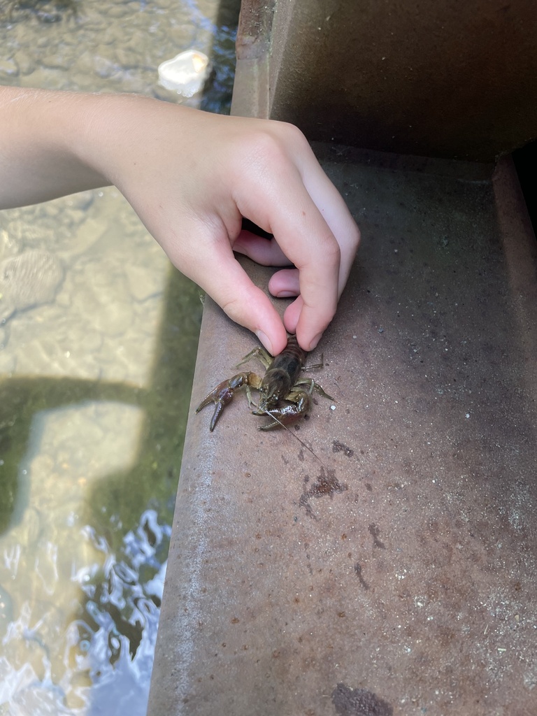 Rusty Crayfish from Willet St, Park Ridge, NJ, US on June 15, 2024 at ...
