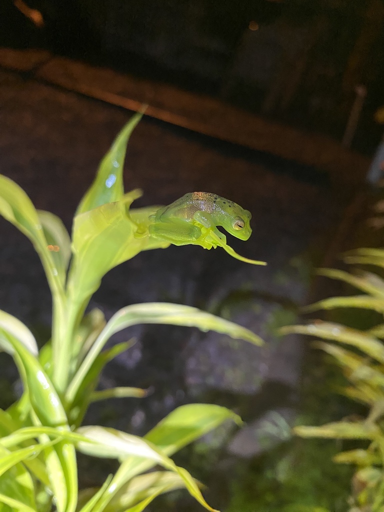 Granular Glass Frog from Mora, San Jose, CR on July 31, 2024 at 07:21 ...