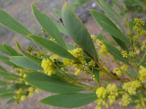 Acacia quornensis · iNaturalist Mexico