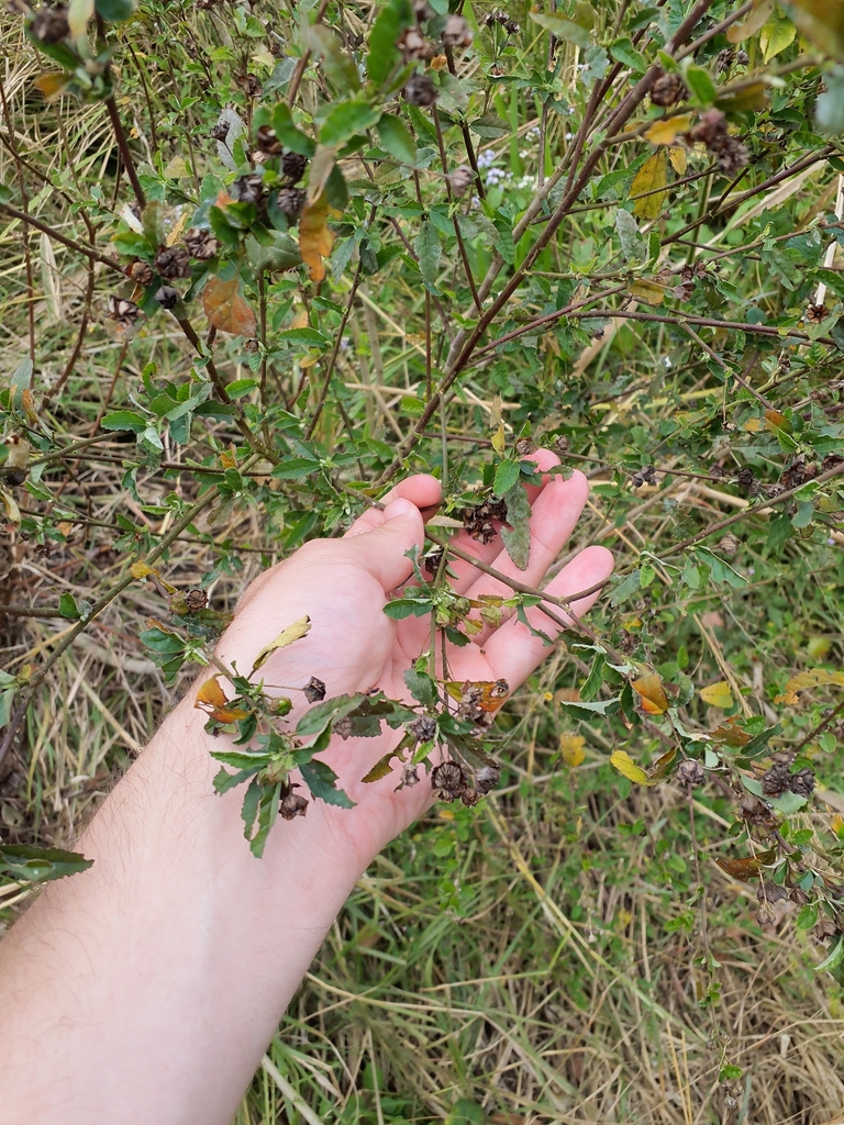 Cuban jute from Netherdale QLD 4756, Australia on July 24, 2024 at 01: ...