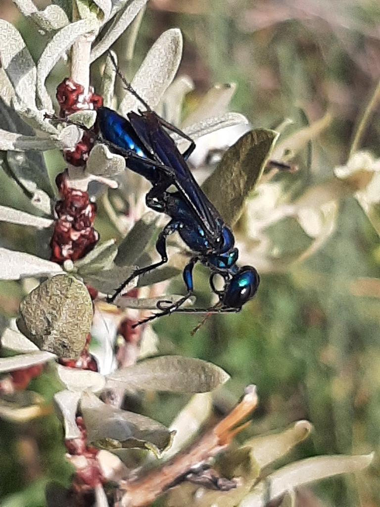 Steel-blue Cricket-hunter Wasp from Otero County, CO, USA on July 31 ...