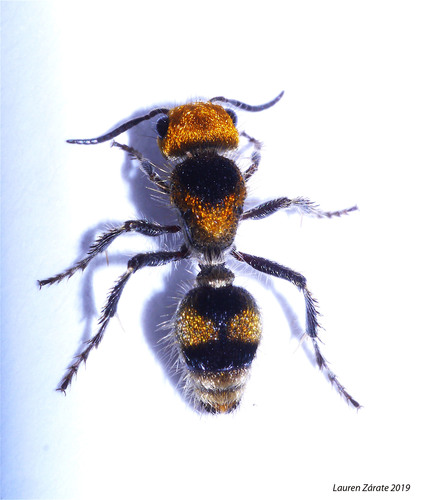 Dasymutilla ocyrae · iNaturalist