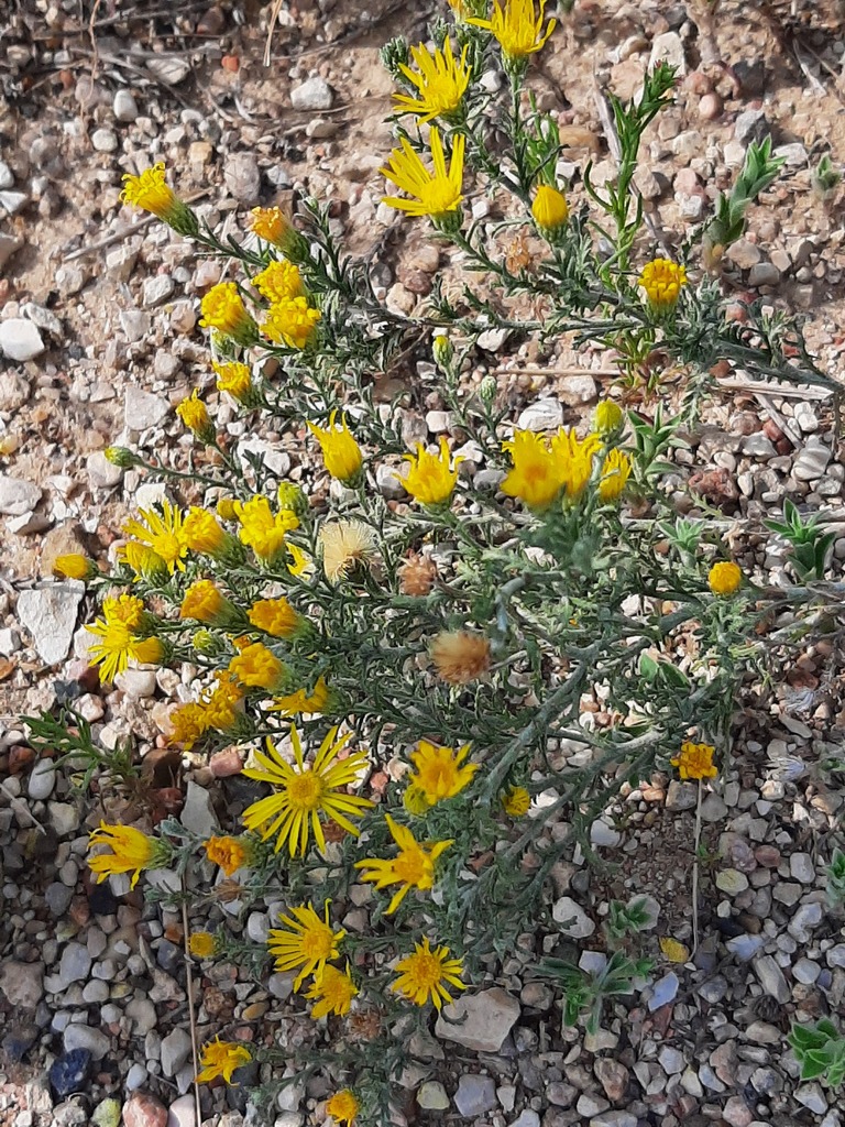Spiny Goldenweed from Otero County, CO, USA on July 31, 2024 at 09:54 ...