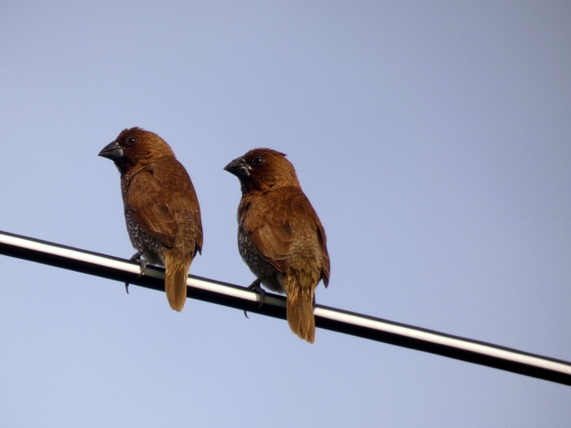 Scaly-breasted Munia from Bangkok, Thailand on July 29, 2020 at 07:46 ...