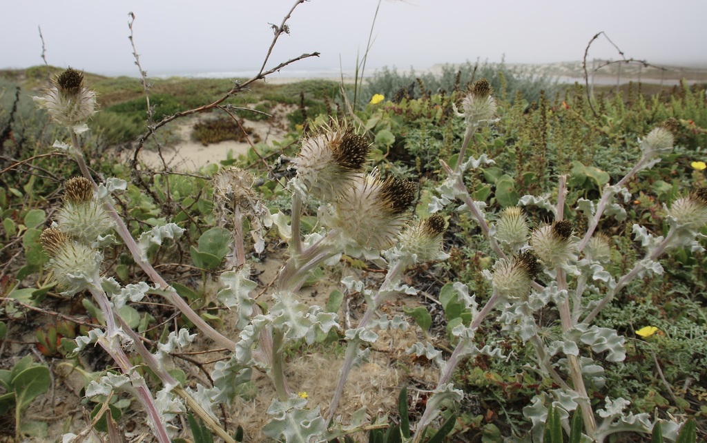 Surf Thistle in July 2024 by Morgan Stickrod · iNaturalist