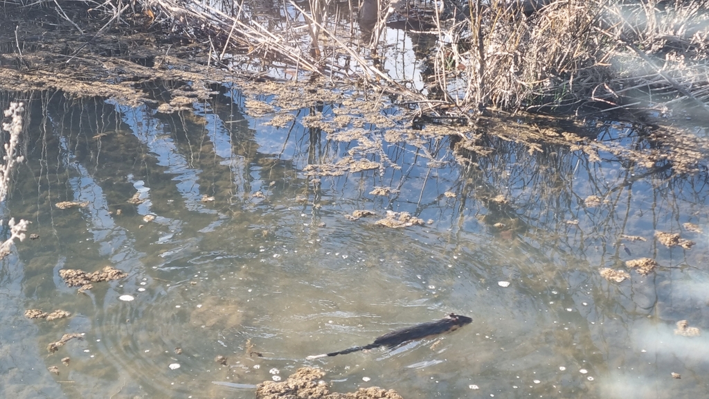 Rakali from Burra NSW 2620, Australia on August 1, 2024 at 03:14 PM by ...