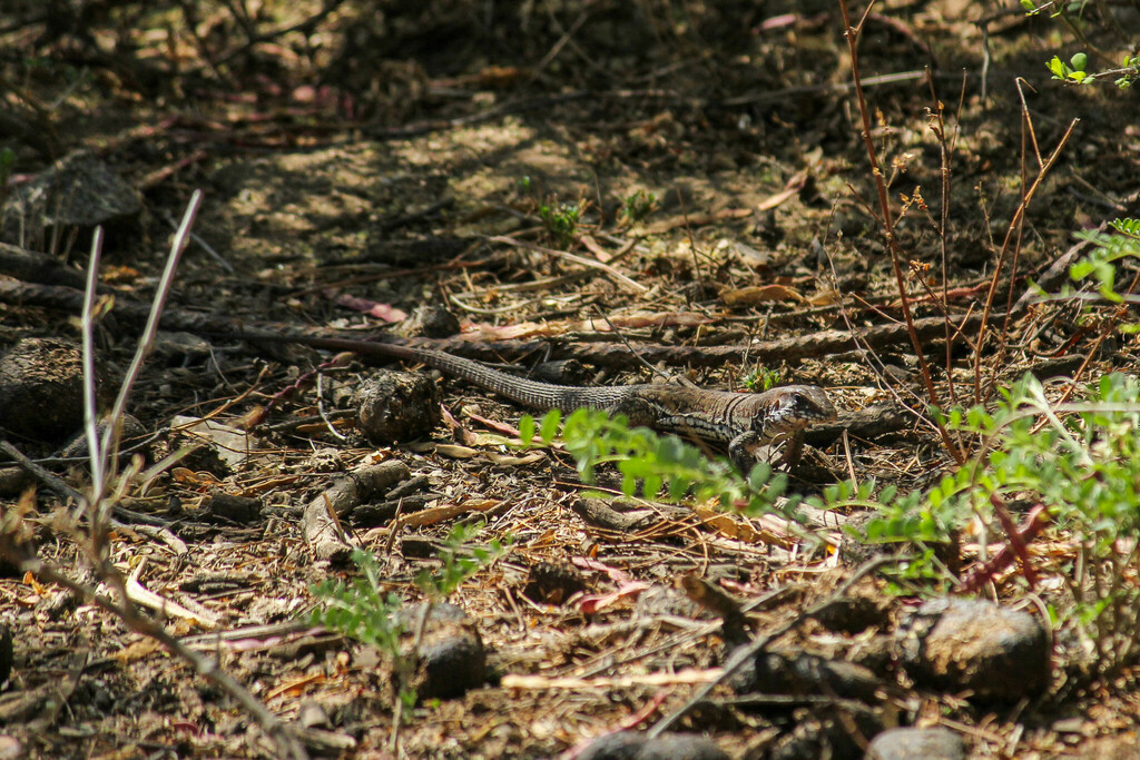 huico de los Cabos desde La Paz, B.C.S., México el 22 de julio de 2023 ...