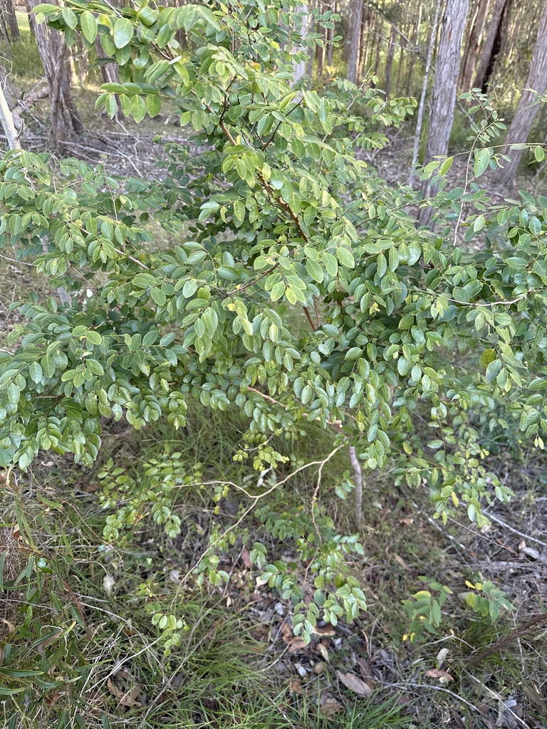 coffee bush from Sarahs Cr, King Creek, NSW, AU on August 1, 2024 at 03 ...