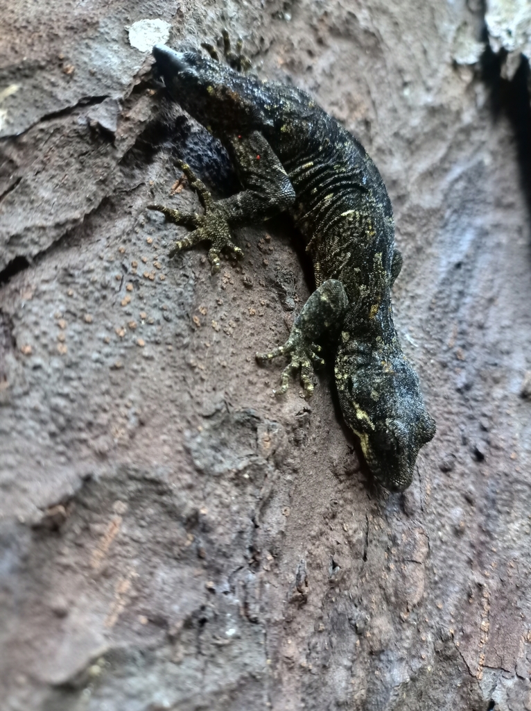 Forest Gecko in August 2024 by plei · iNaturalist