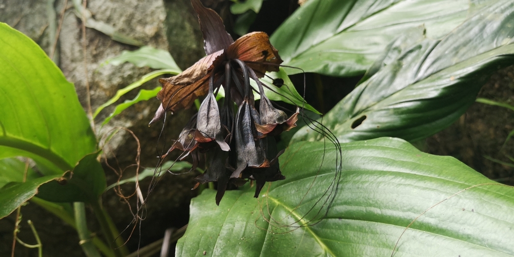 Bat Flowers from 009 Country Road Bawangling National Forest Park ...