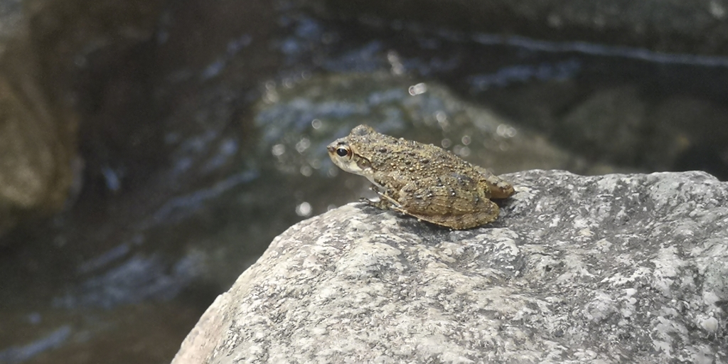Hainan Torrent Frog in August 2024 by Chao Shi · iNaturalist