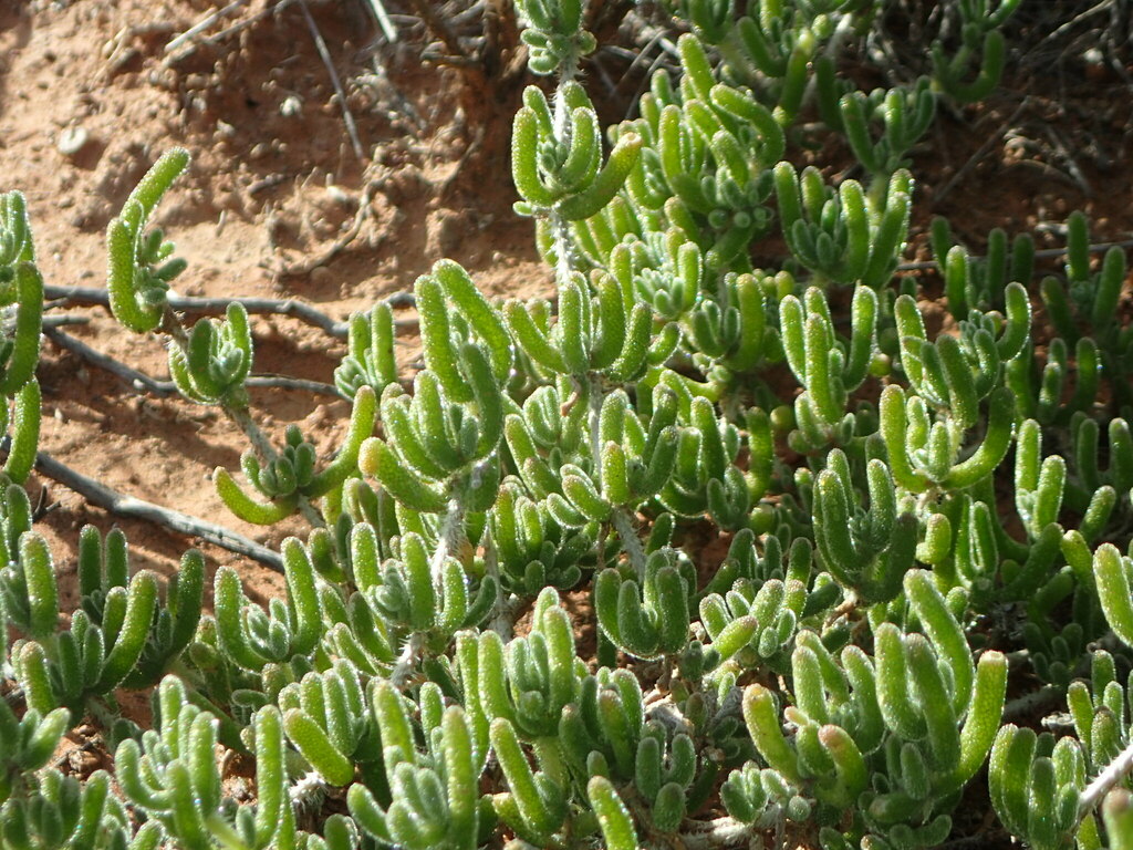 Mouse Dewfig from Pixley ka Seme District Municipality, South Africa on ...