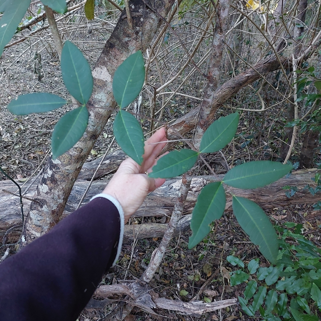dicots in August 2024 by paisleycreek1. Young tree · iNaturalist