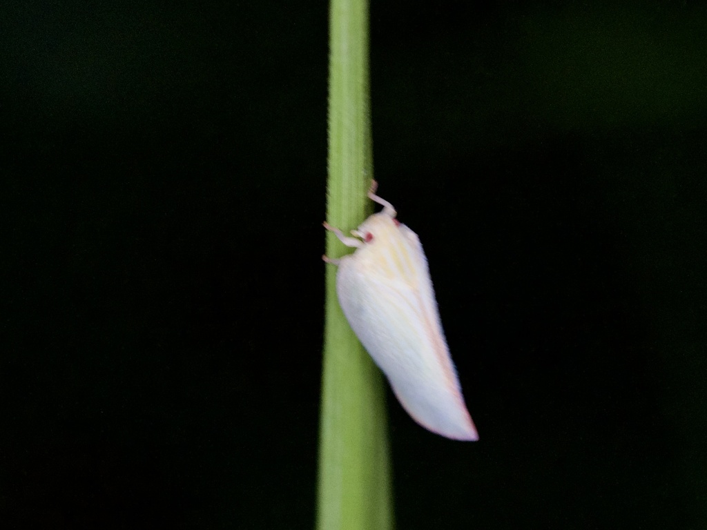Geisha distinctissima from 本州, 舞鶴市, 京都府, JP on July 29, 2024 at 12:38 ...