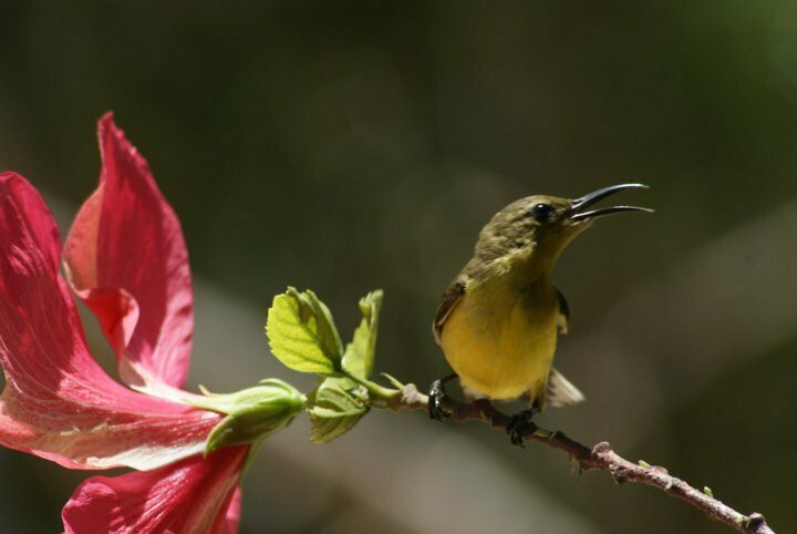 Garden Sunbird from Harrison, Paluan, Occidental Mindoro, Philippines ...