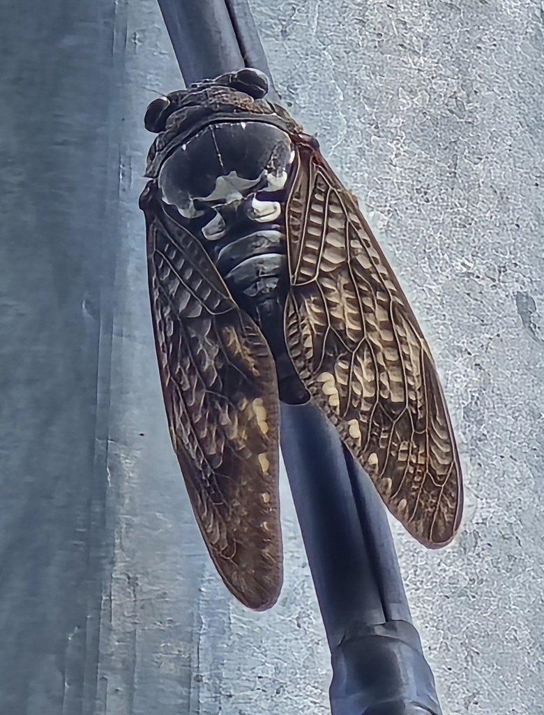 Large Brown Cicada from 4-88 Uenokōen, Taito City, Tokyo 110-0007 ...