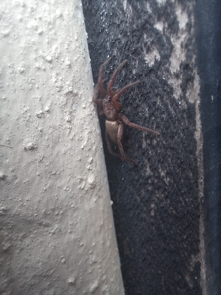 Leafcurling Sac Spiders from Mitchells Plain, Cape Town, South Africa ...