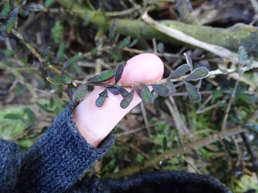 māhoes from Eastern Bush 9682, New Zealand on August 1, 2024 at 01:01 ...