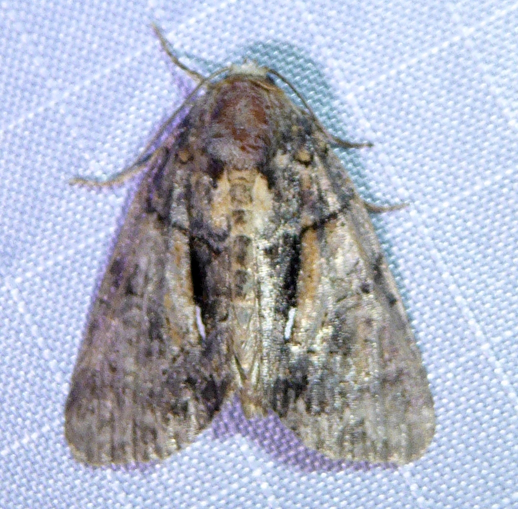 Cloaked Marvel from Fink Edgartown, MA, USA on July 30, 2024 at 10:03 ...