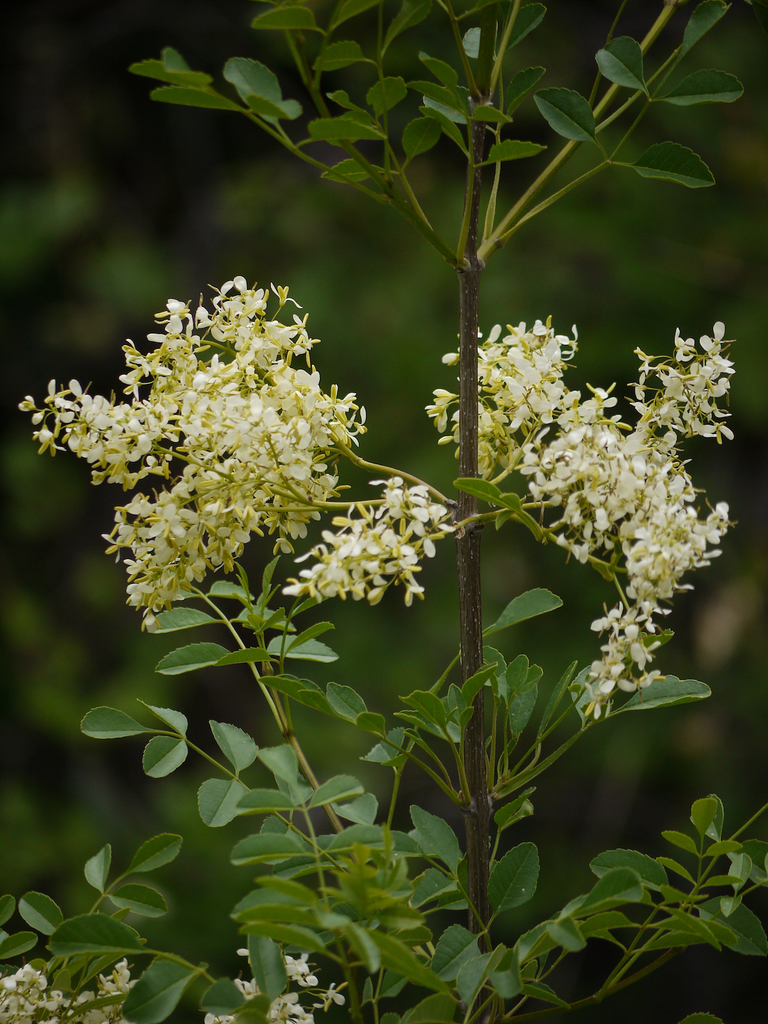 California Ash (Fraxinus dipetala) - Botanical Realm