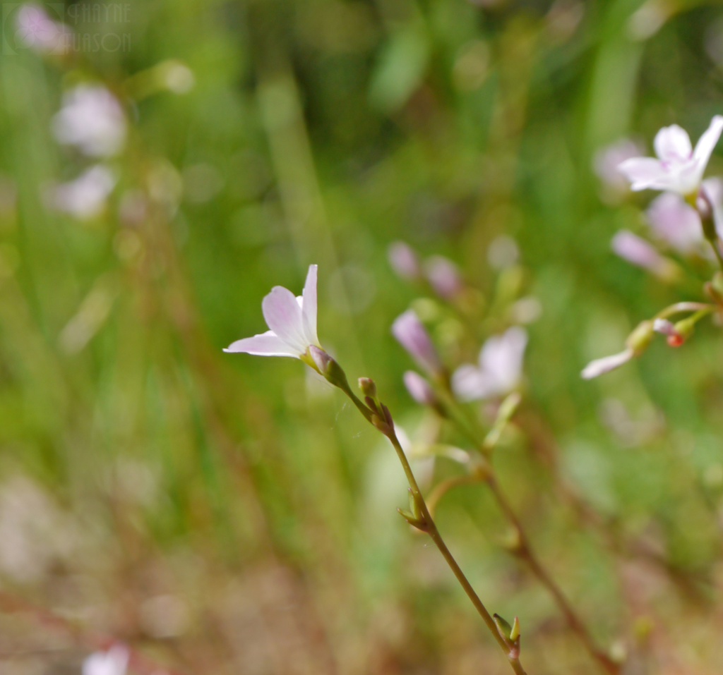 (Montia parvifolia parvifolia) - Botanical Realm