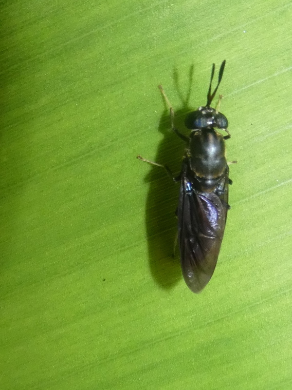Black Soldier Fly from Bangkok, Thailand on August 8, 2020 at 04:53 PM ...
