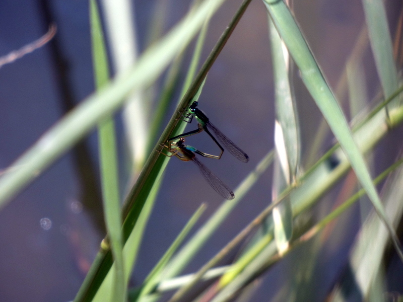 Common Bluetail from Bangkok, Thailand on May 9, 2021 at 11:32 AM by ...