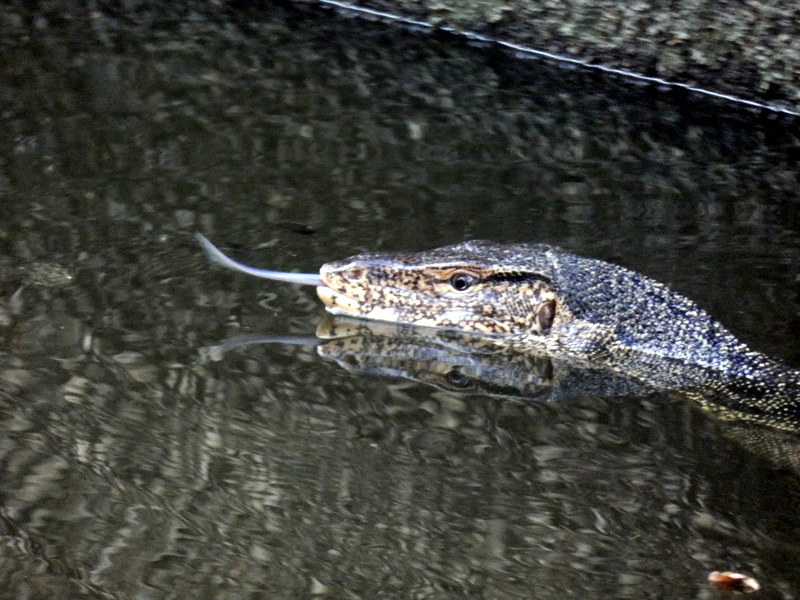 Southeast Asian Water Monitor from Bangkok, Thailand on May 14, 2021 at ...
