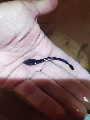 Rémora delgada (Phtheirichthys lineatus)