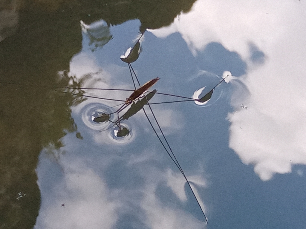 Giant Water Strider from 贵州省安顺市镇宁布依族苗族自治县黄果树镇一帆风顺黄果树风景名胜区 on August 1 ...