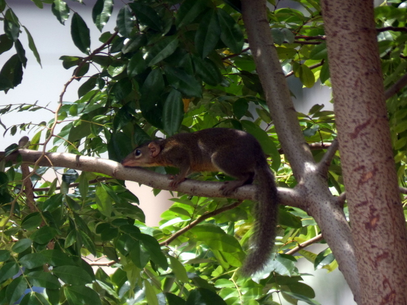 Northern Treeshrew from Bangkok, Thailand on June 28, 2021 at 11:16 AM ...