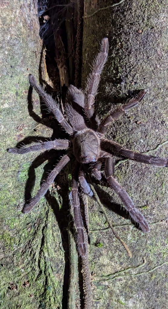 Asia-Pacific Tarantulas from Binagara, South Wasile, East Halmahera ...