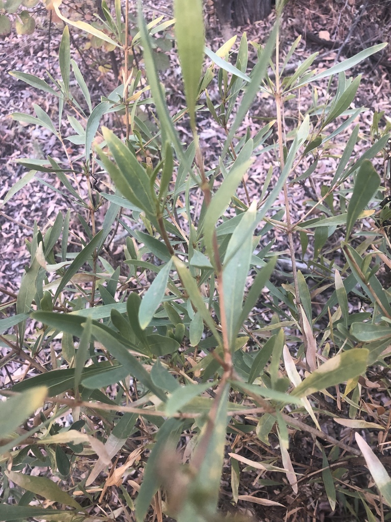 Grey-Leaved Bride's Bush (Flora of Lapalala Wilderness) · iNaturalist