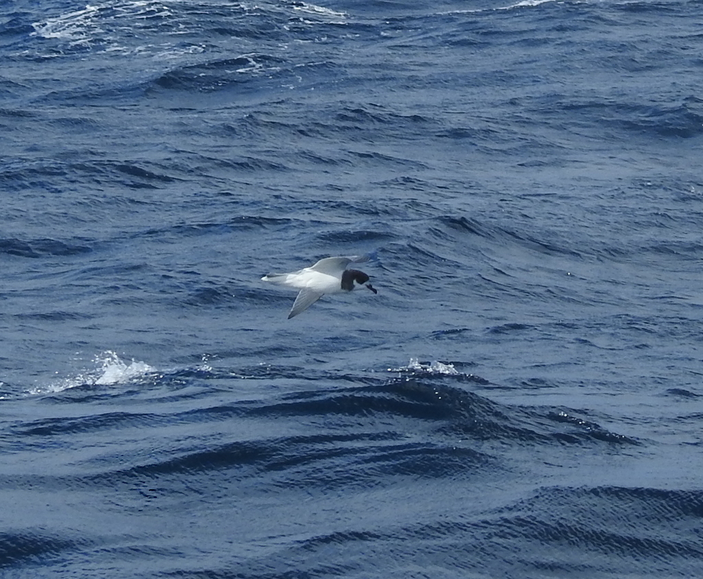 Blue Petrel from Off Eaglehawk Neck and Hippolytes, Australia on August ...