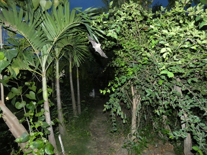 Yinpterochiroptera from Phetchaburi, Thailand on August 7, 2022 at 06: ...