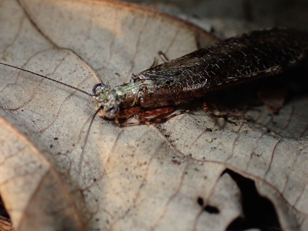 Amorphoscelidae from 臺灣島, 烏來區, NWT, TW on June 15, 2024 at 08:00 PM by ...