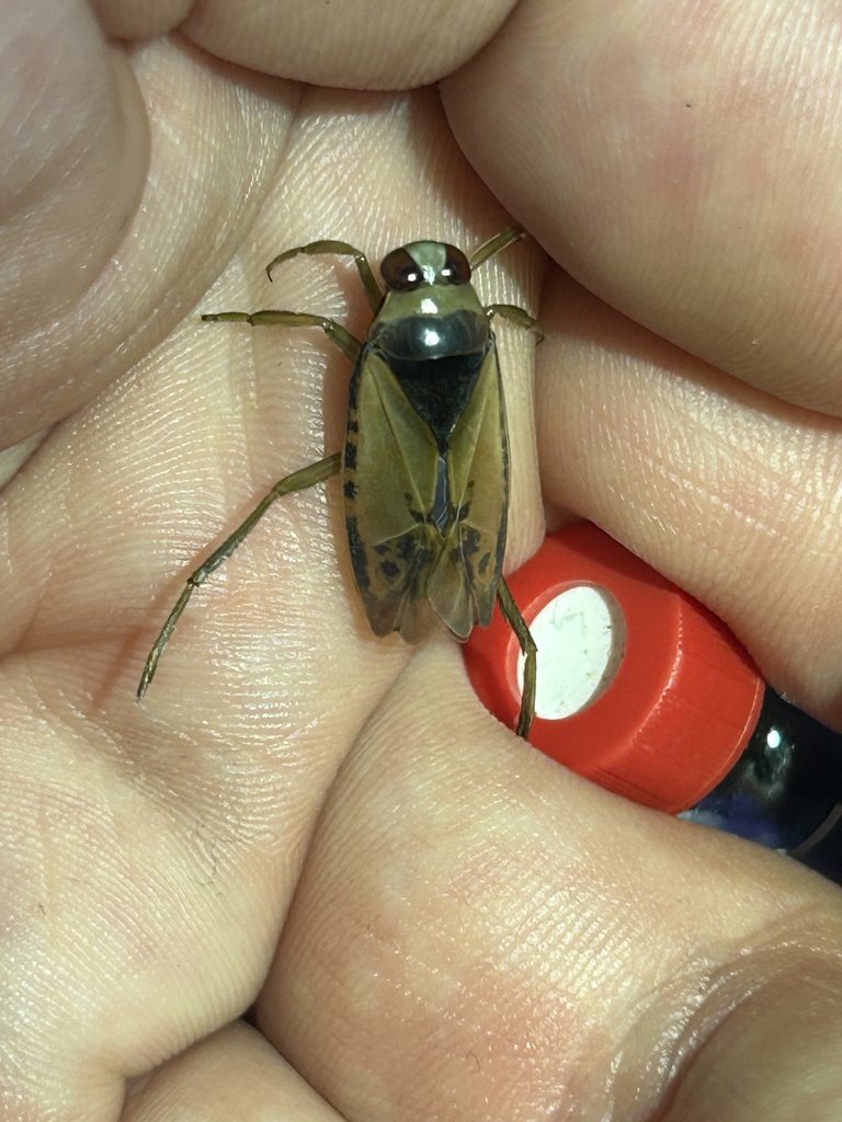 Eurasian Greater Water Boatman from Am Keilstein, Regensburg, Bavaria ...