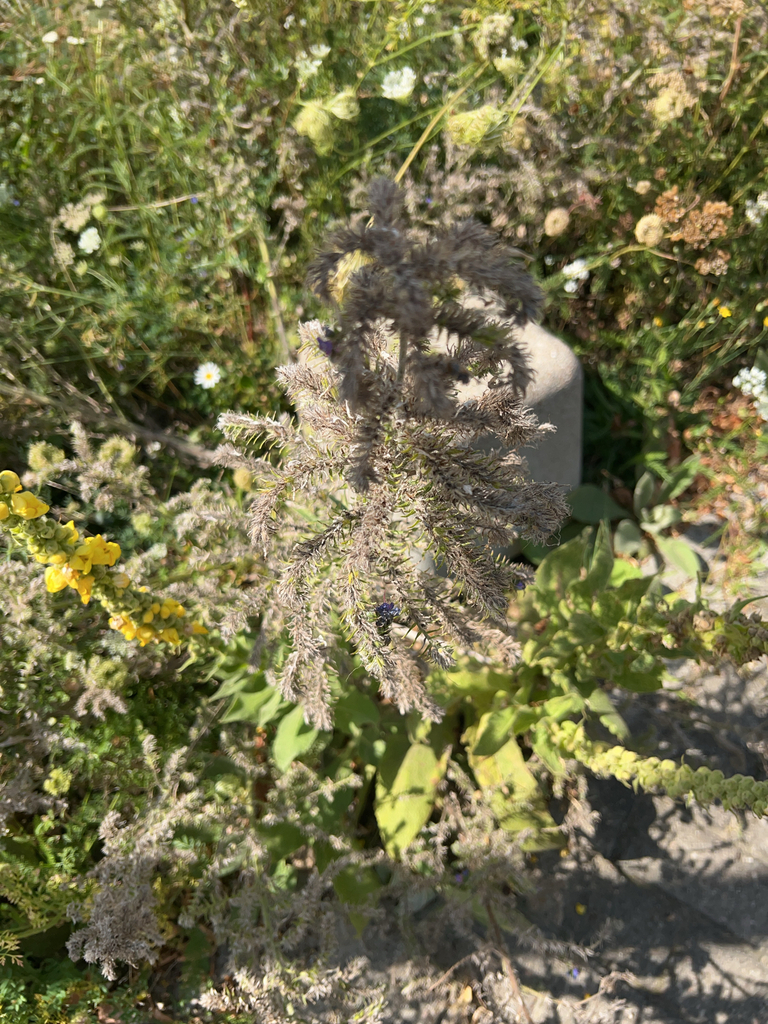 Lacy phacelia from Warsaw on August 1, 2024 at 01:39 PM by taytoes ...