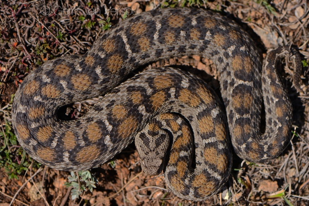Mountain Viper in April 2019 by Gert Jan Verspui. Adult male of 80 cm ...