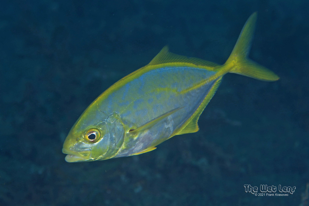 Yellow Jack (Caranx bartholomaei) - Marine Life Identification
