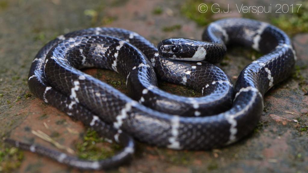 Culebra caracolera de la Sierra Madre Occidental (Guía de Anfibios y ...